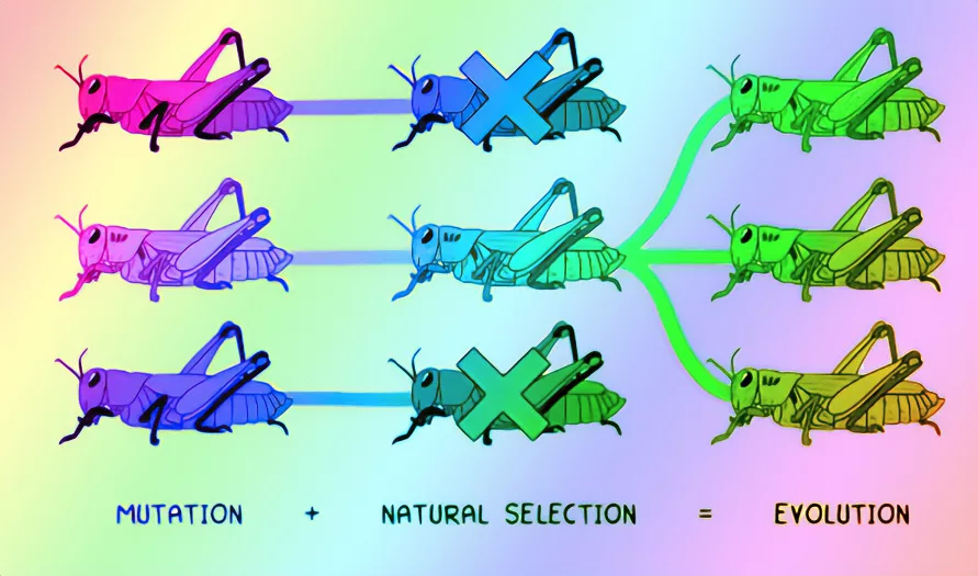 The Evolutionary Process: How it works – On The Node