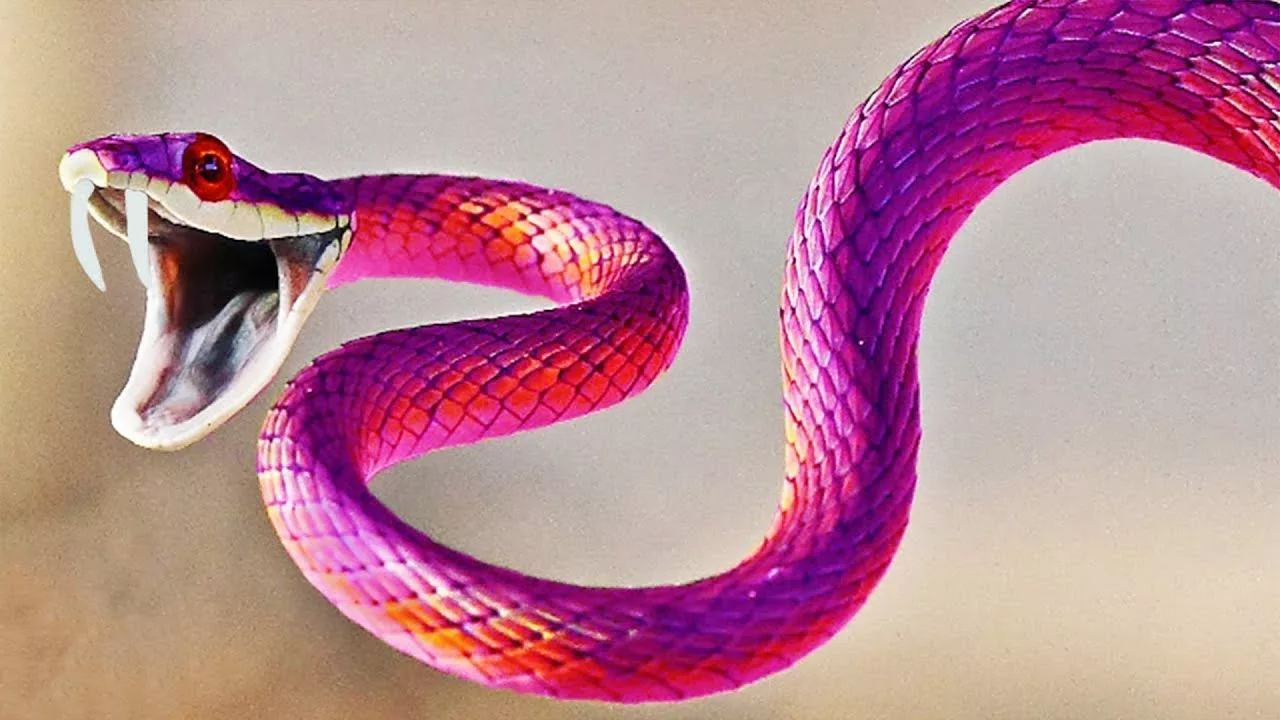 TOP 10: Venomous Snakes of the World – On The Node