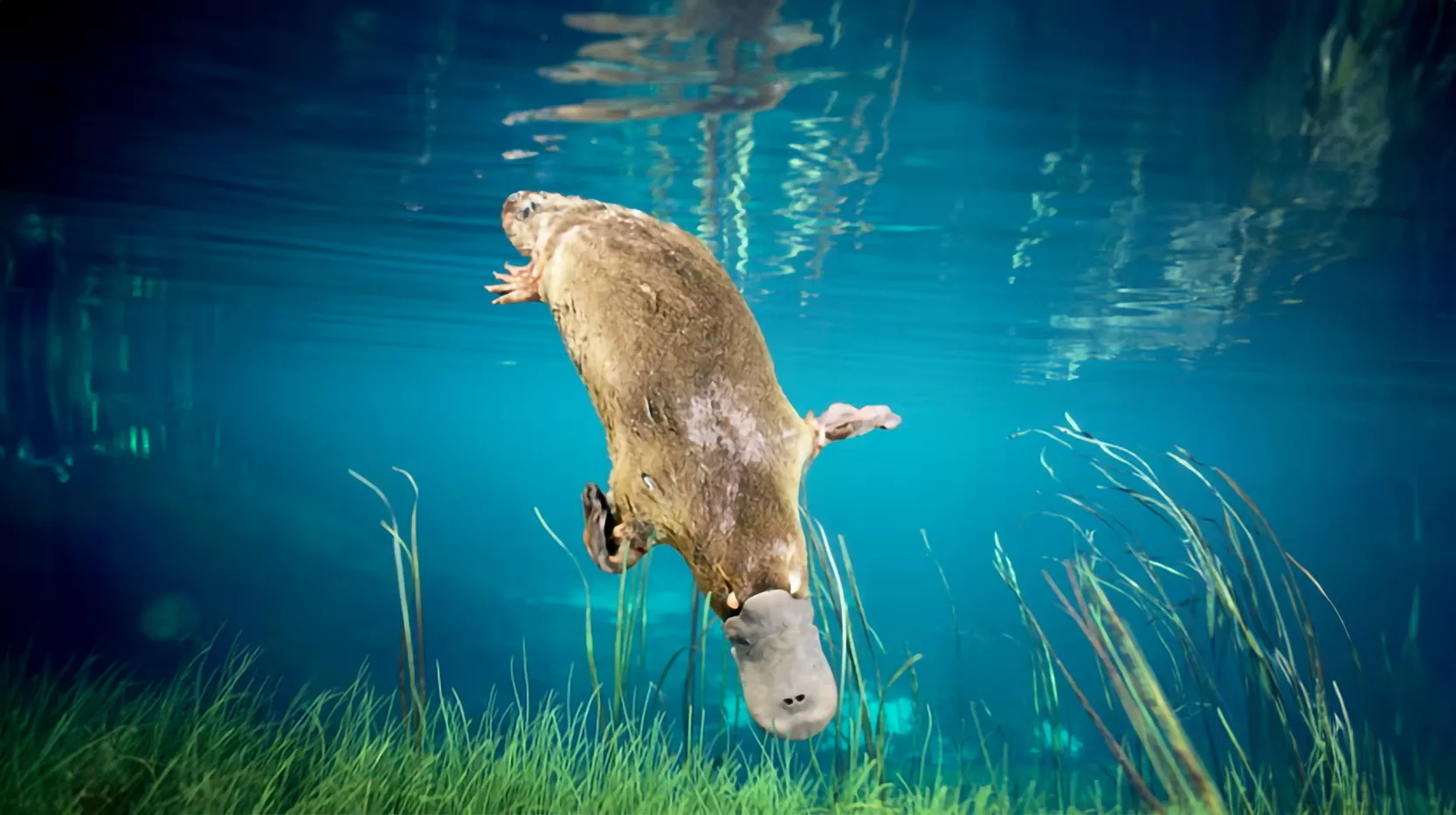 Evolution’s Quirkiest Marvel: The Astonishing Journey of the Duck ...