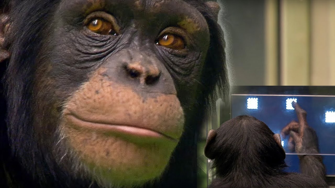 Chimps Outperform Humans in Short-Term Memory Test: A New Insight into ...